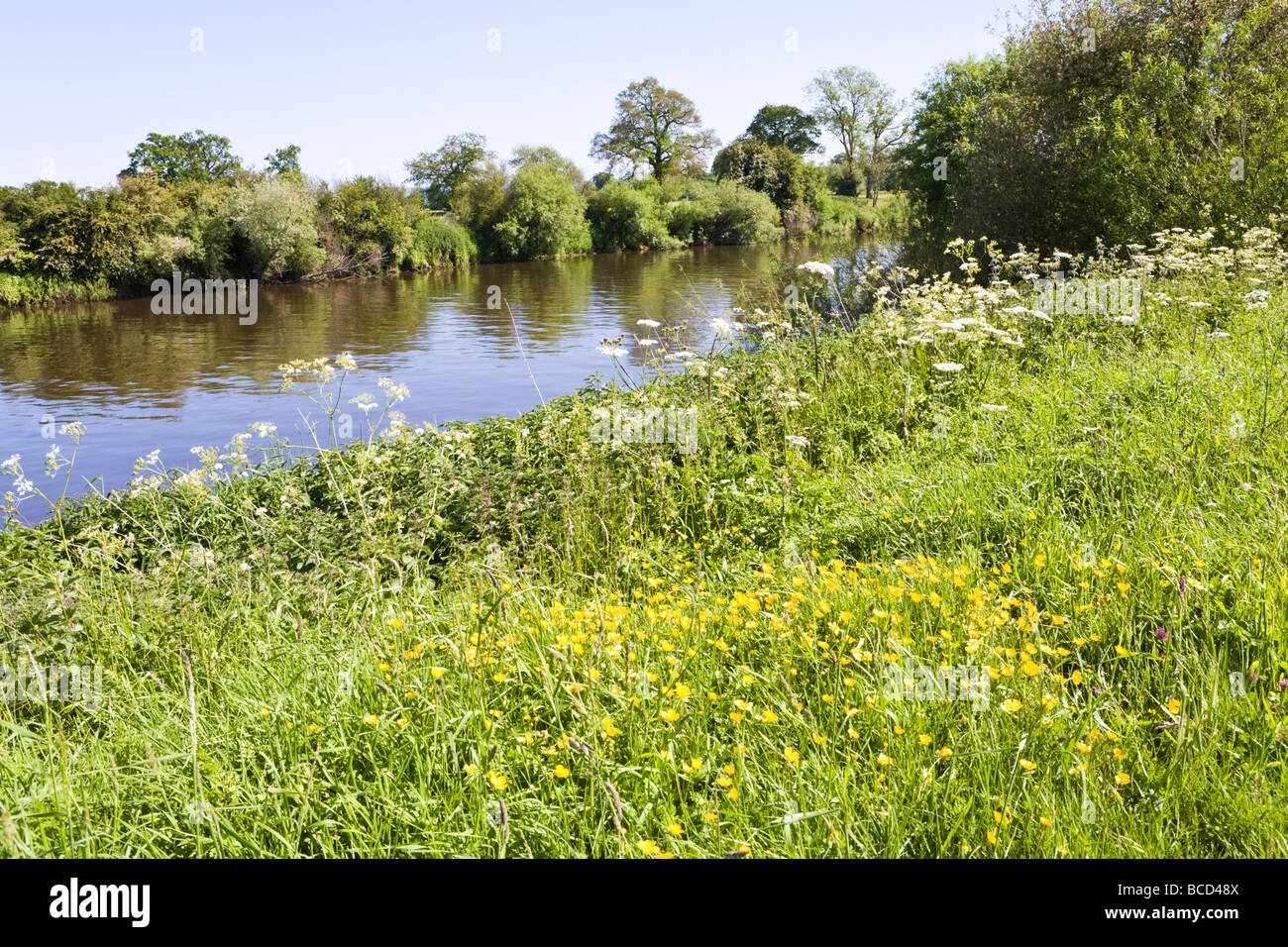 The Severn Meadows beside the River Severn on Hasfield Ham ...