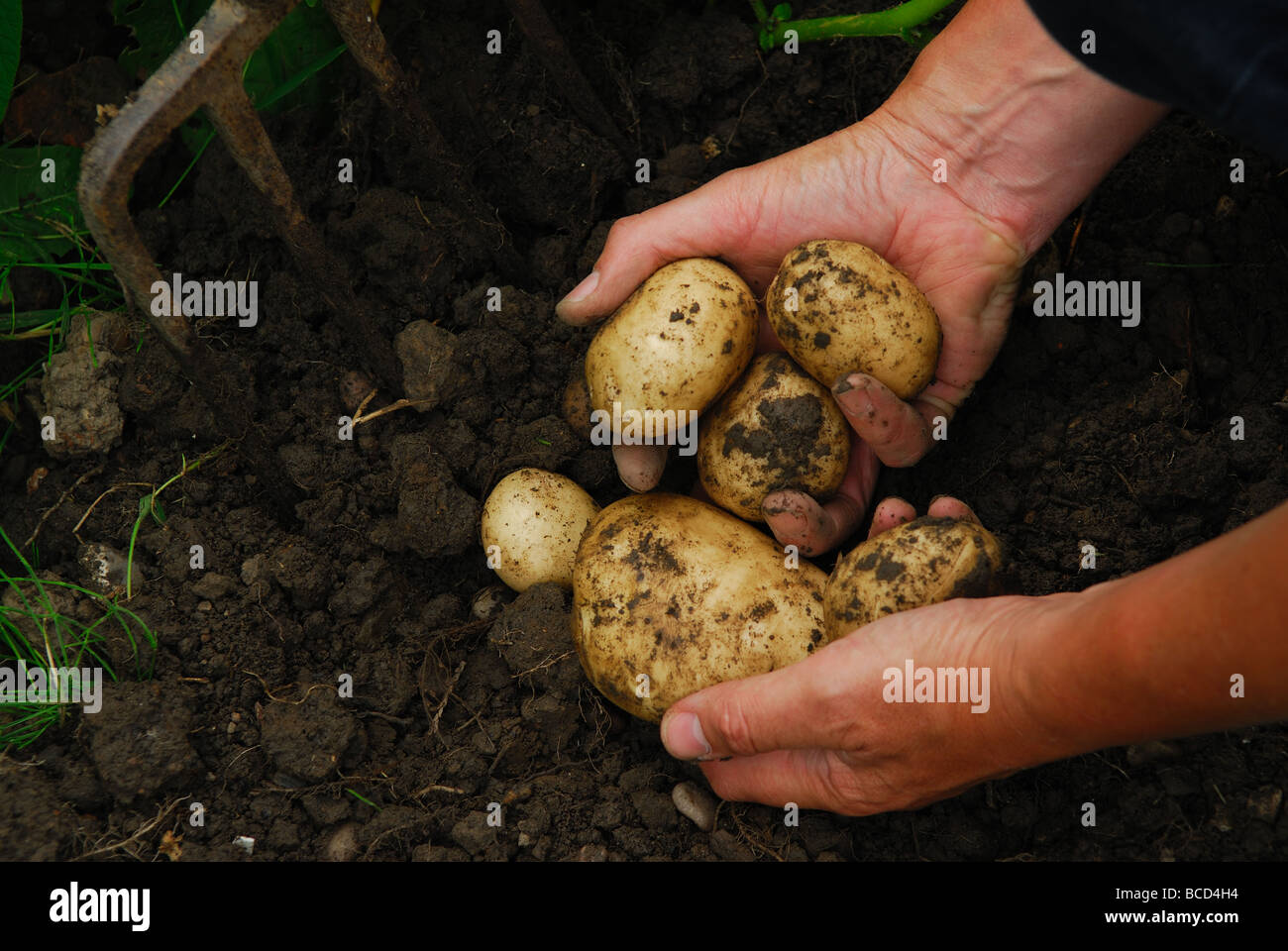 Potatoes (first earlys Stock Photo - Alamy