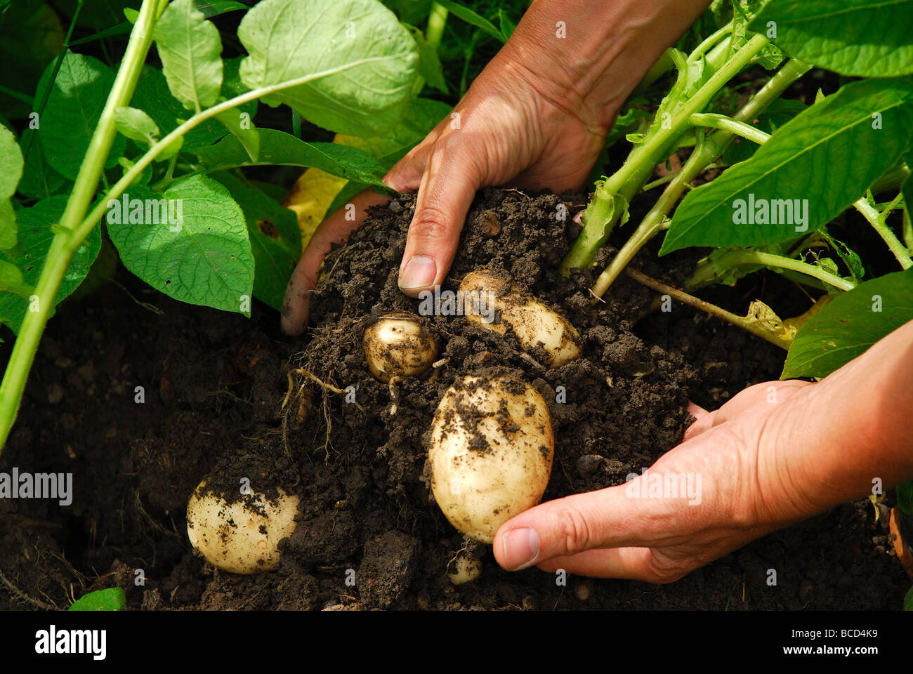 Potatoes (first earlys Stock Photo - Alamy