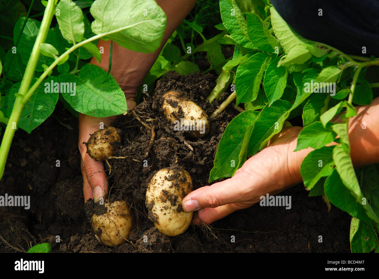 Potatoes (first earlys Stock Photo - Alamy