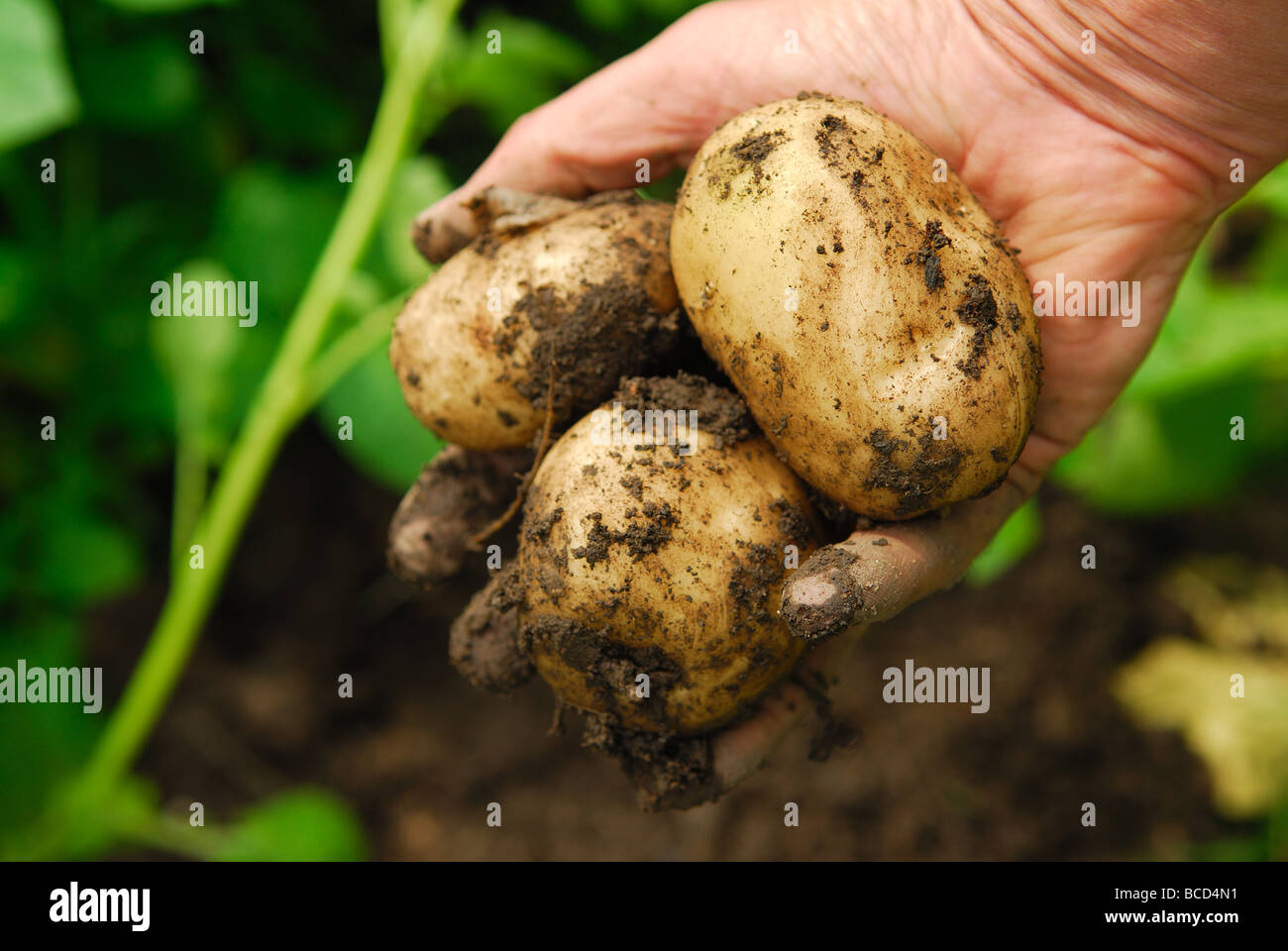 Earlys hi-res stock photography and images - Alamy