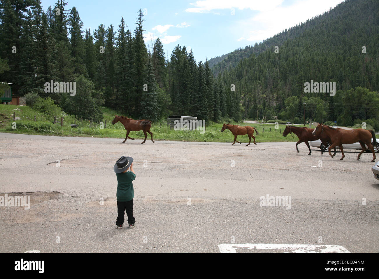 4 horses running rear view hi-res stock photography and images - Alamy
