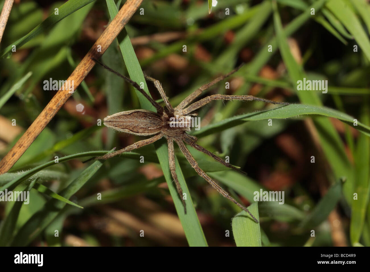 Stealth hunters hi-res stock photography and images - Alamy