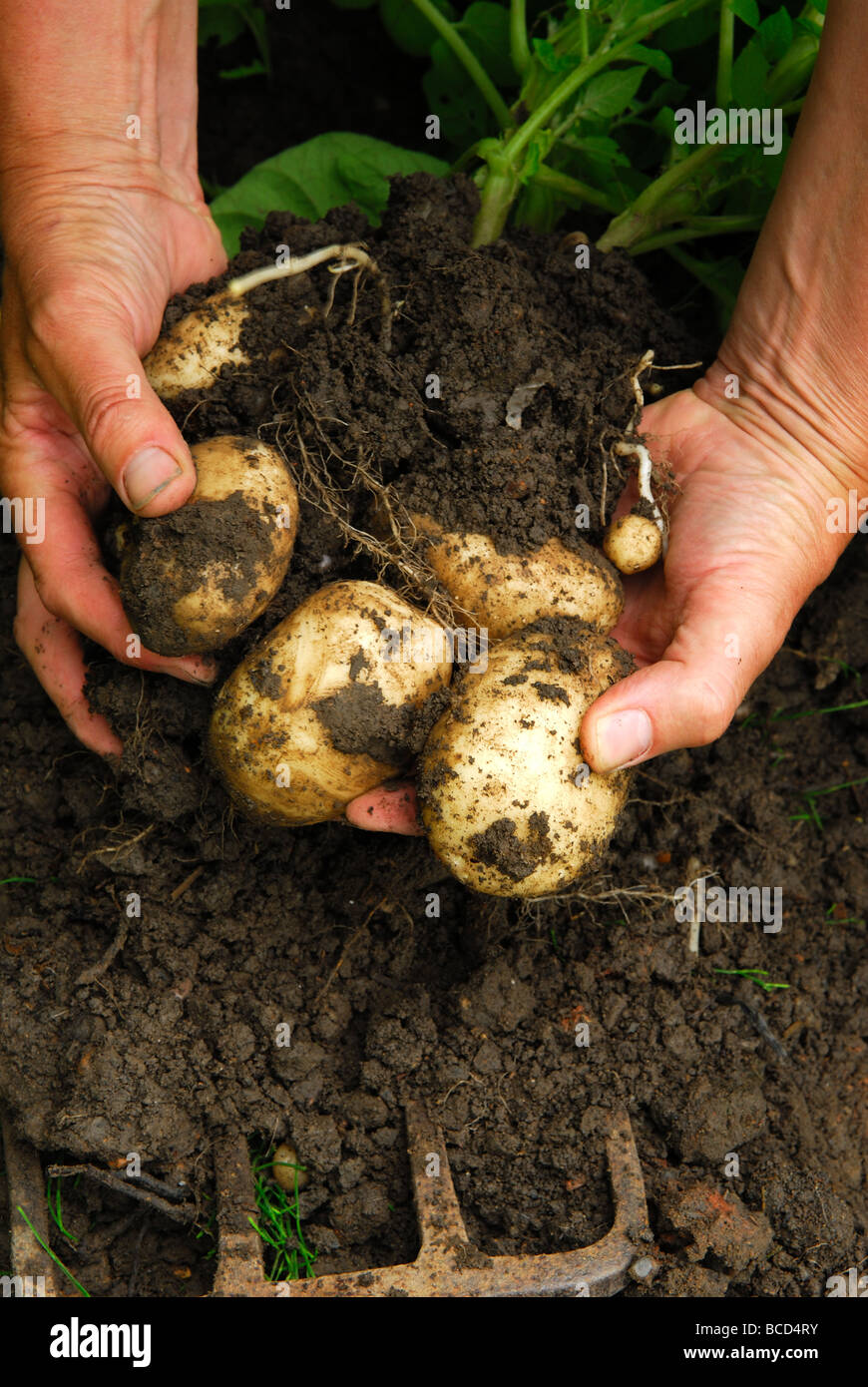 Potatoes (first earlys Stock Photo - Alamy