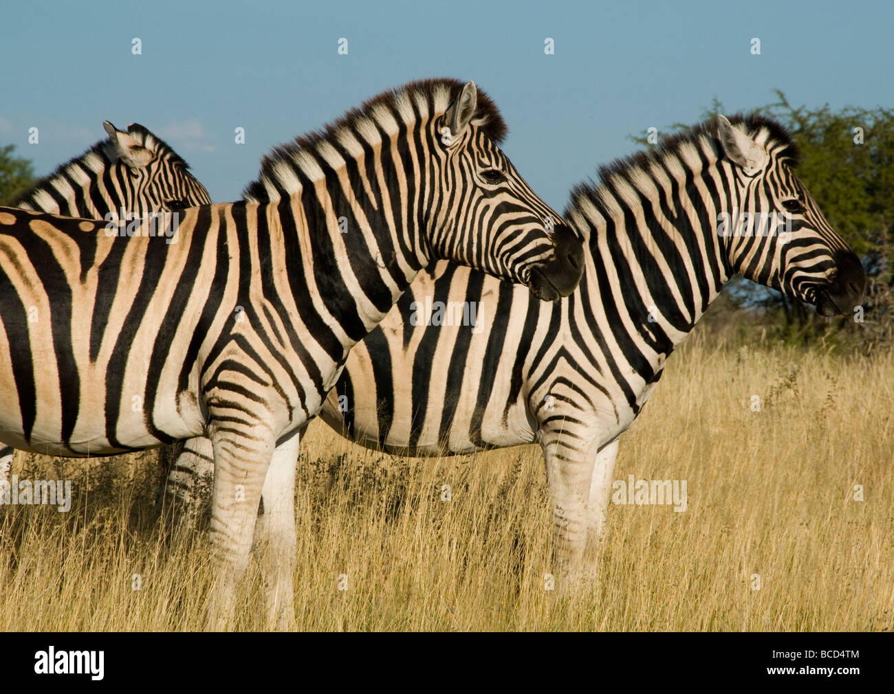 Burchells zebras in Etosha National Park in Namibia Stock Photo - Alamy