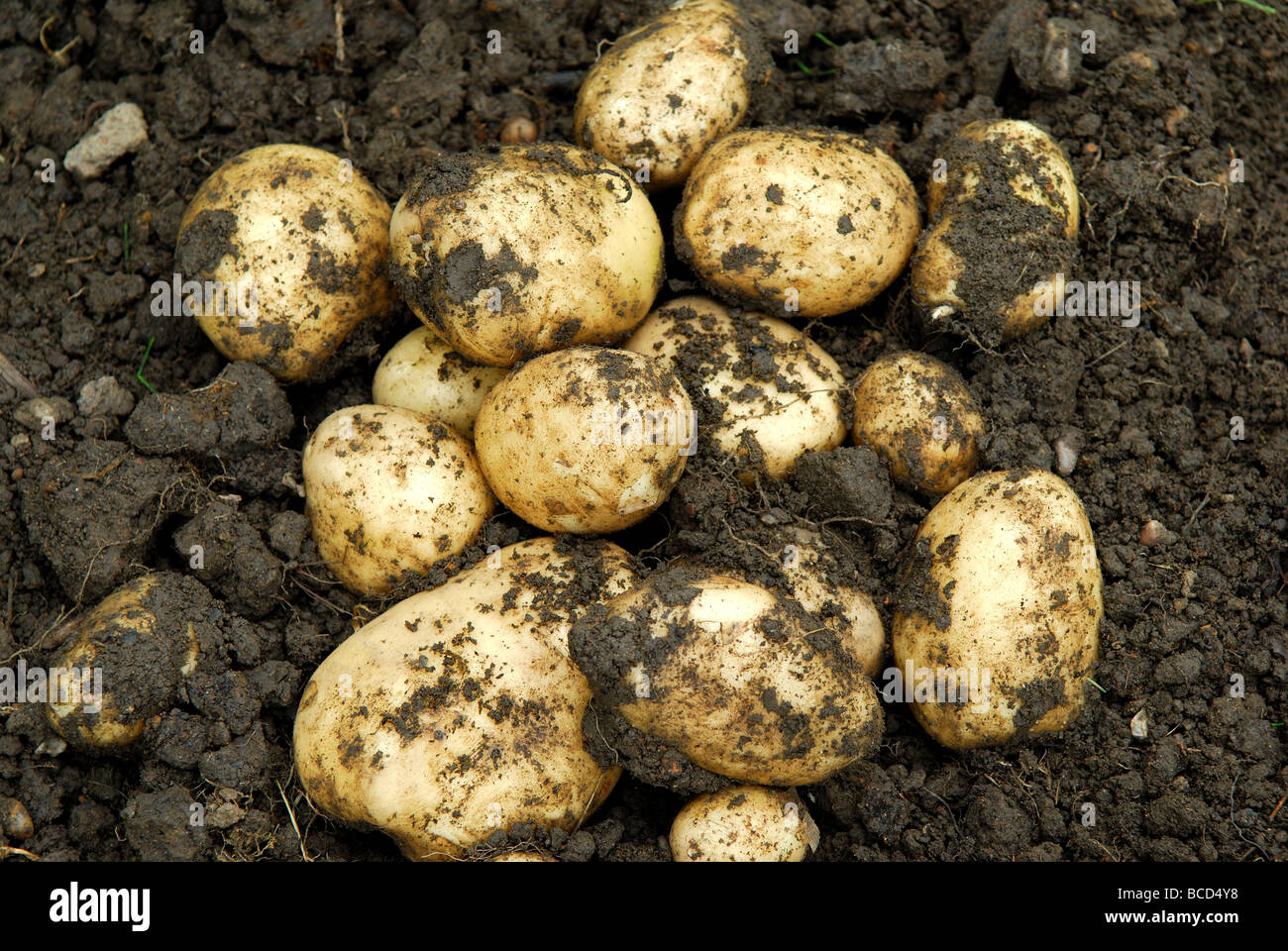 Growing potatoes hi-res stock photography and images - Alamy