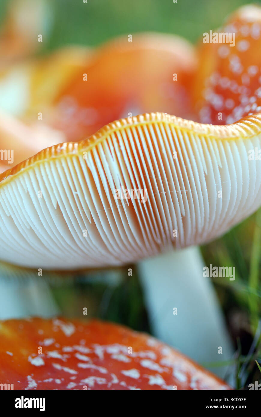 Toad in forest hi-res stock photography and images - Alamy
