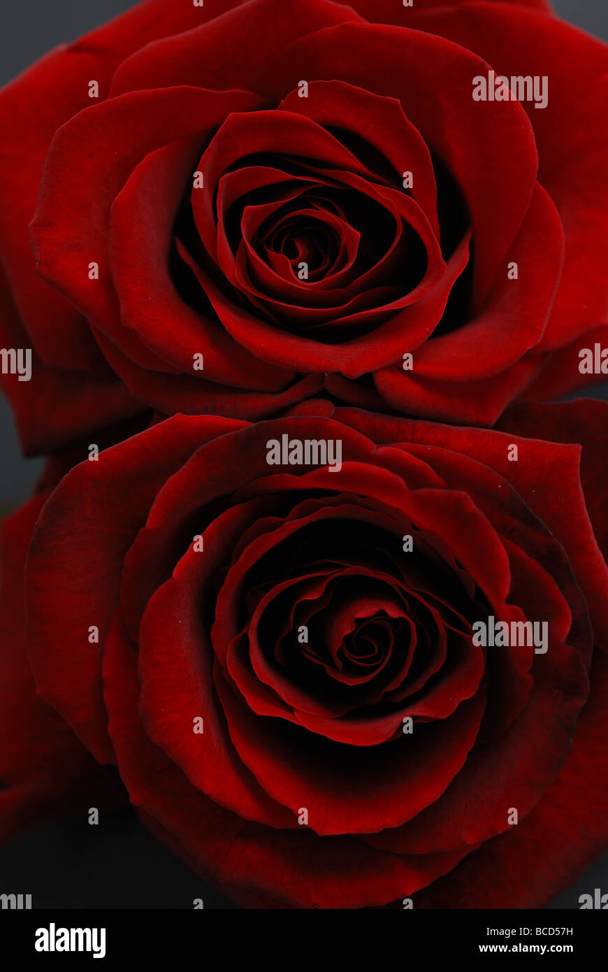 Dark Red Roses High Resolution Stock Photography and Images - Alamy