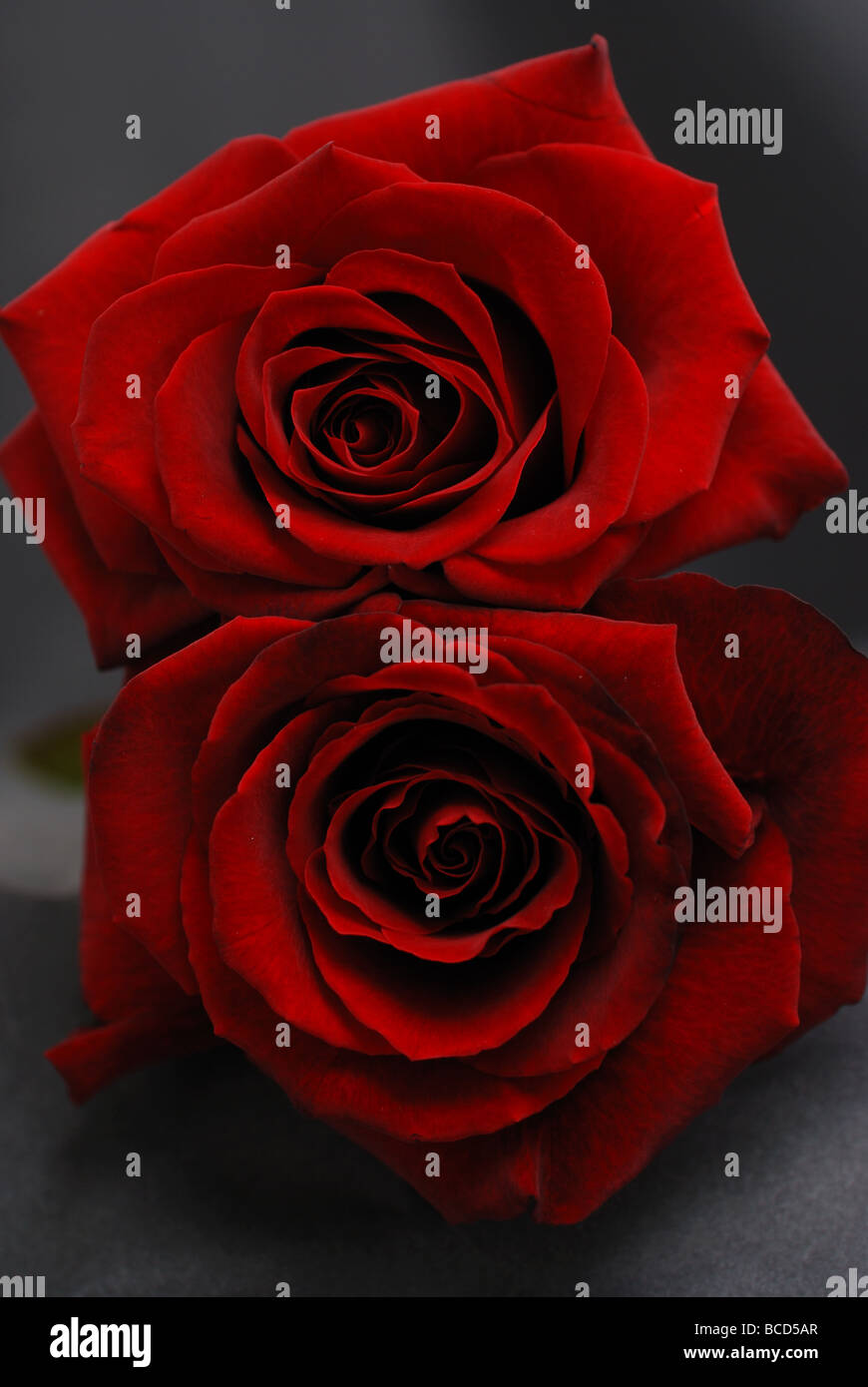 CLOSE UP OF DARK RED ROSES Stock Photo - Alamy