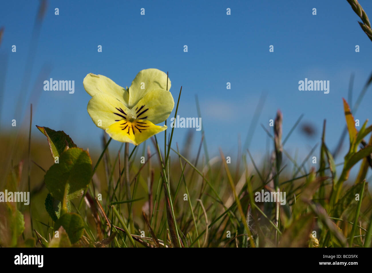 Wild Mountain Pansy Viola lutea Shropshire Hills England UK GB British ...
