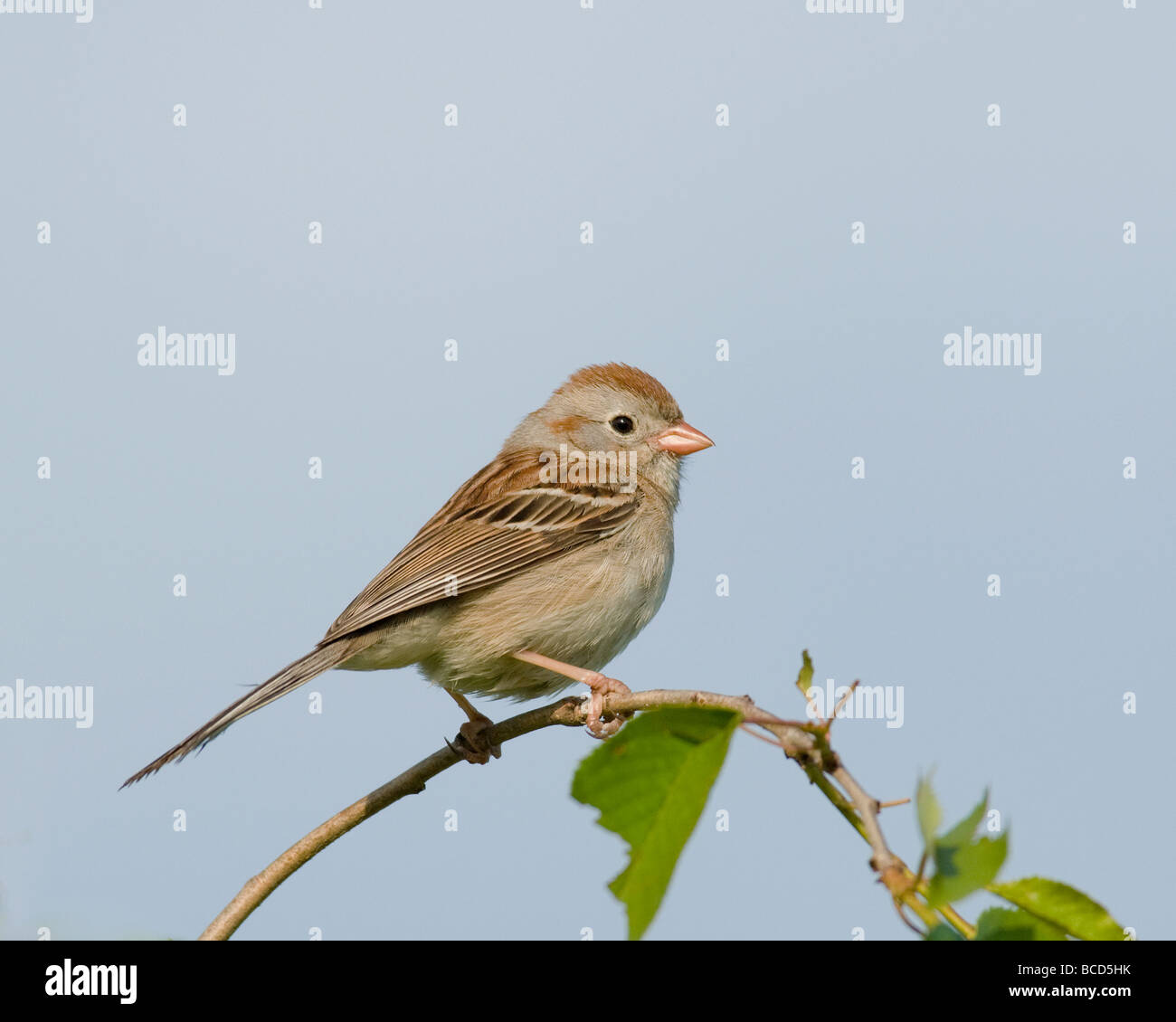 Field sparrow spizella pusilla hi-res stock photography and images - Alamy