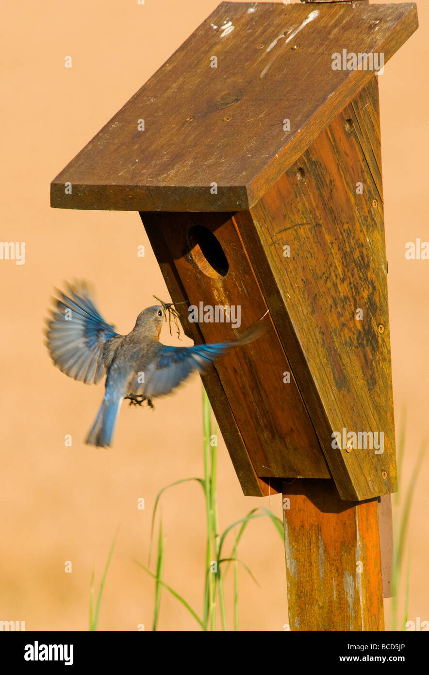 Eastern Bluebird flying to nestbox with nesting material Stock Photo ...