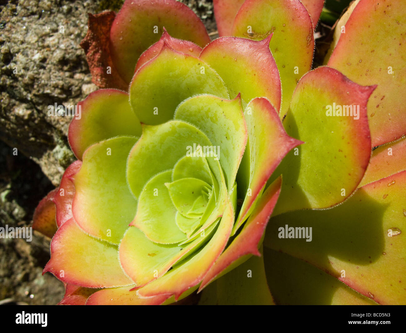 succulent aeonium plant closeup Stock Photo - Alamy