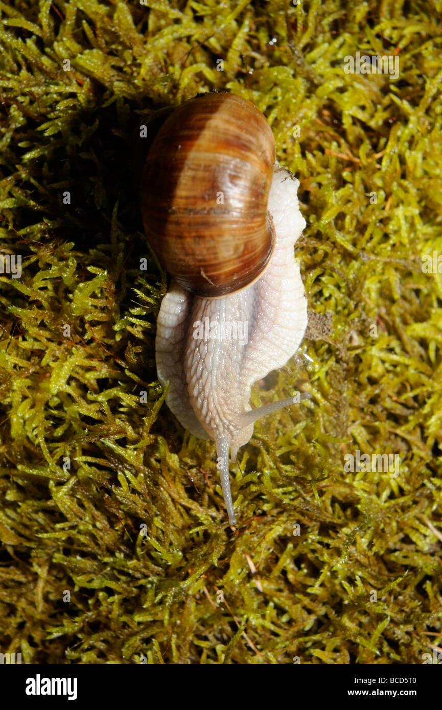 Snail Snails on moss Stock Photo - Alamy
