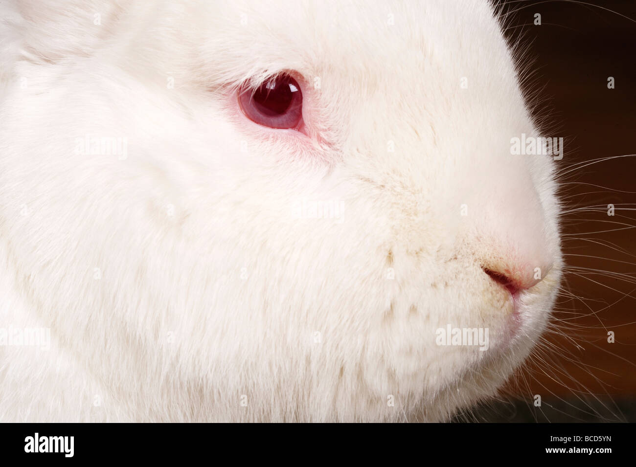 Close up of a large New Zealand White rabbit Stock Photo - Alamy