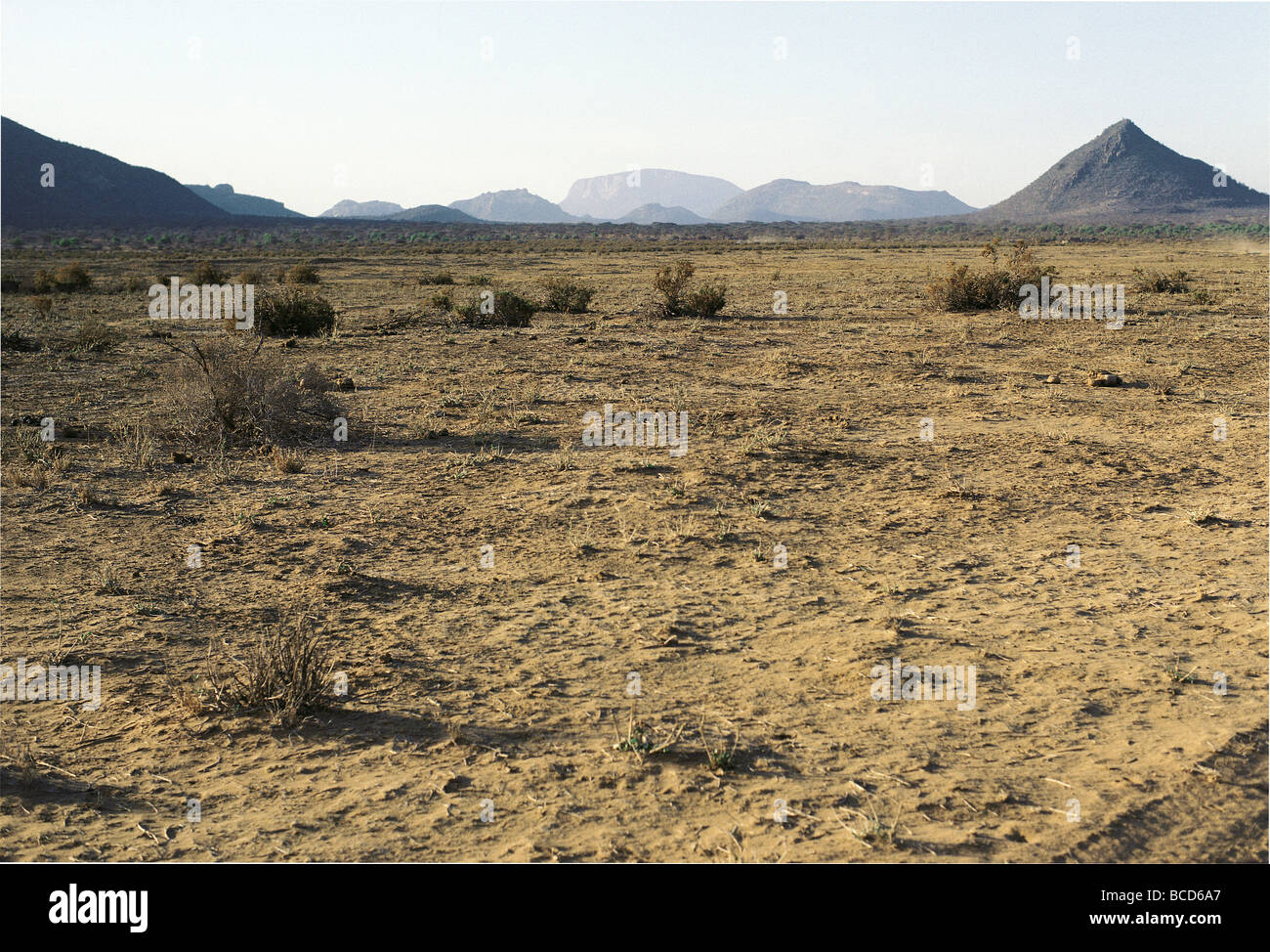 Poor conditions with dried out vegetation eaten down to the ground ...