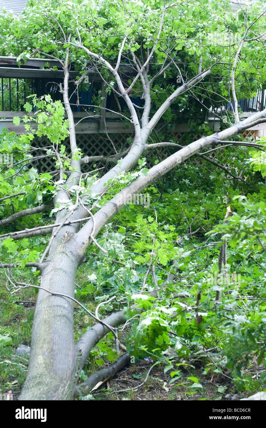 Evidence of storm damage / a fallen tree in residential backyard Stock ...