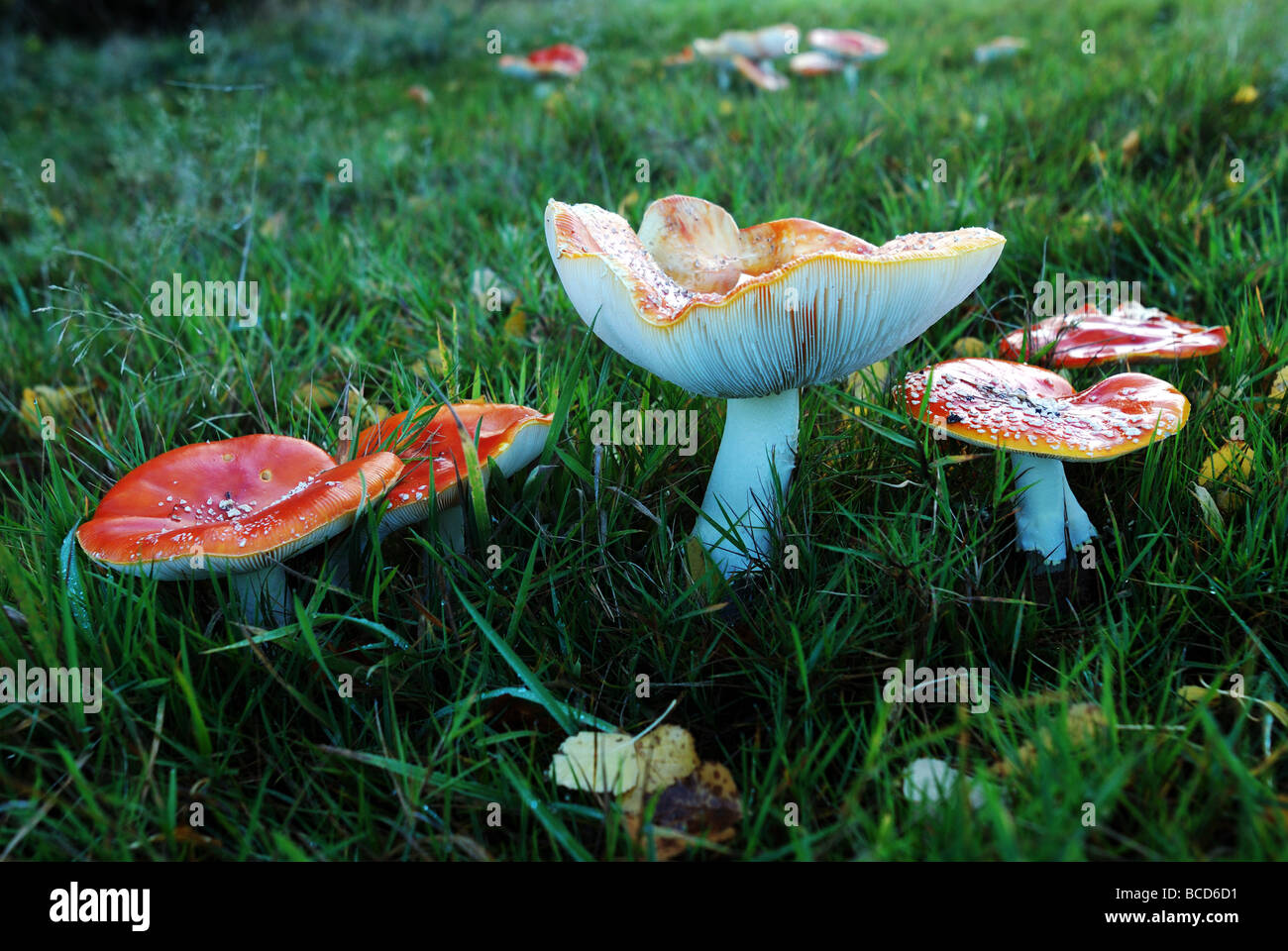 Toad stall hi-res stock photography and images - Alamy
