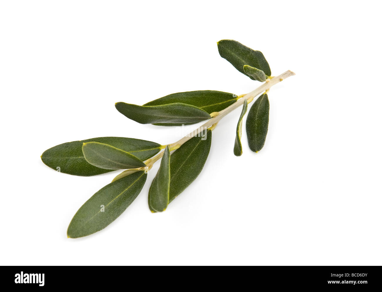 Olive Branch And Dove High Resolution Stock Photography and Images - Alamy