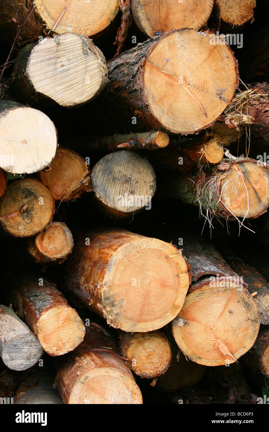 cut timber in Tollymore Forest Park, County Down, Northern Ireland ...