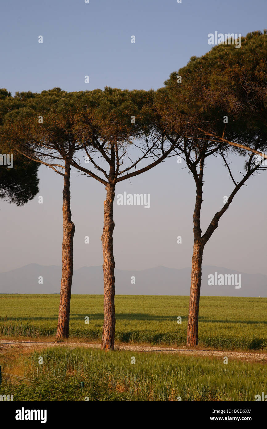 field with trees Stock Photo - Alamy