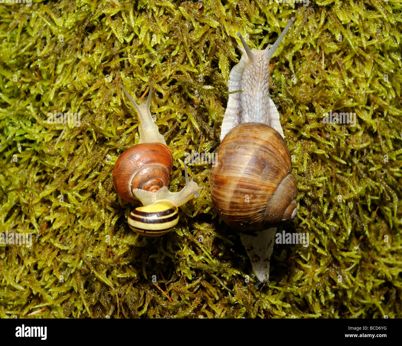 Snail Snails on moss, small snail riding on top of the house of a large ...
