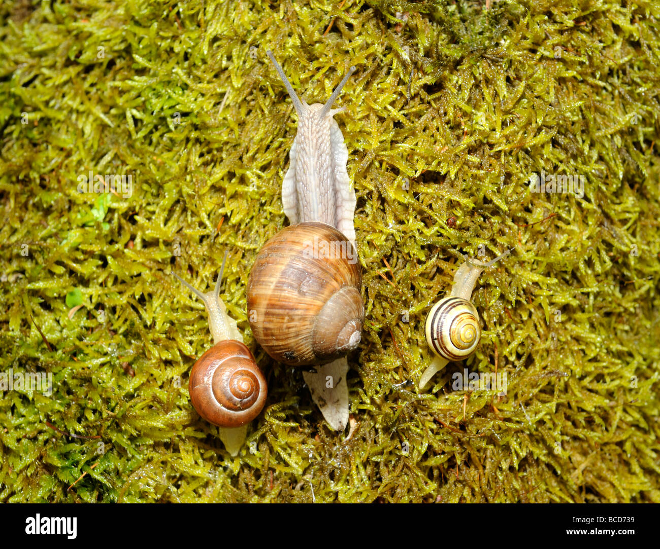 Snail Snails on moss Stock Photo - Alamy