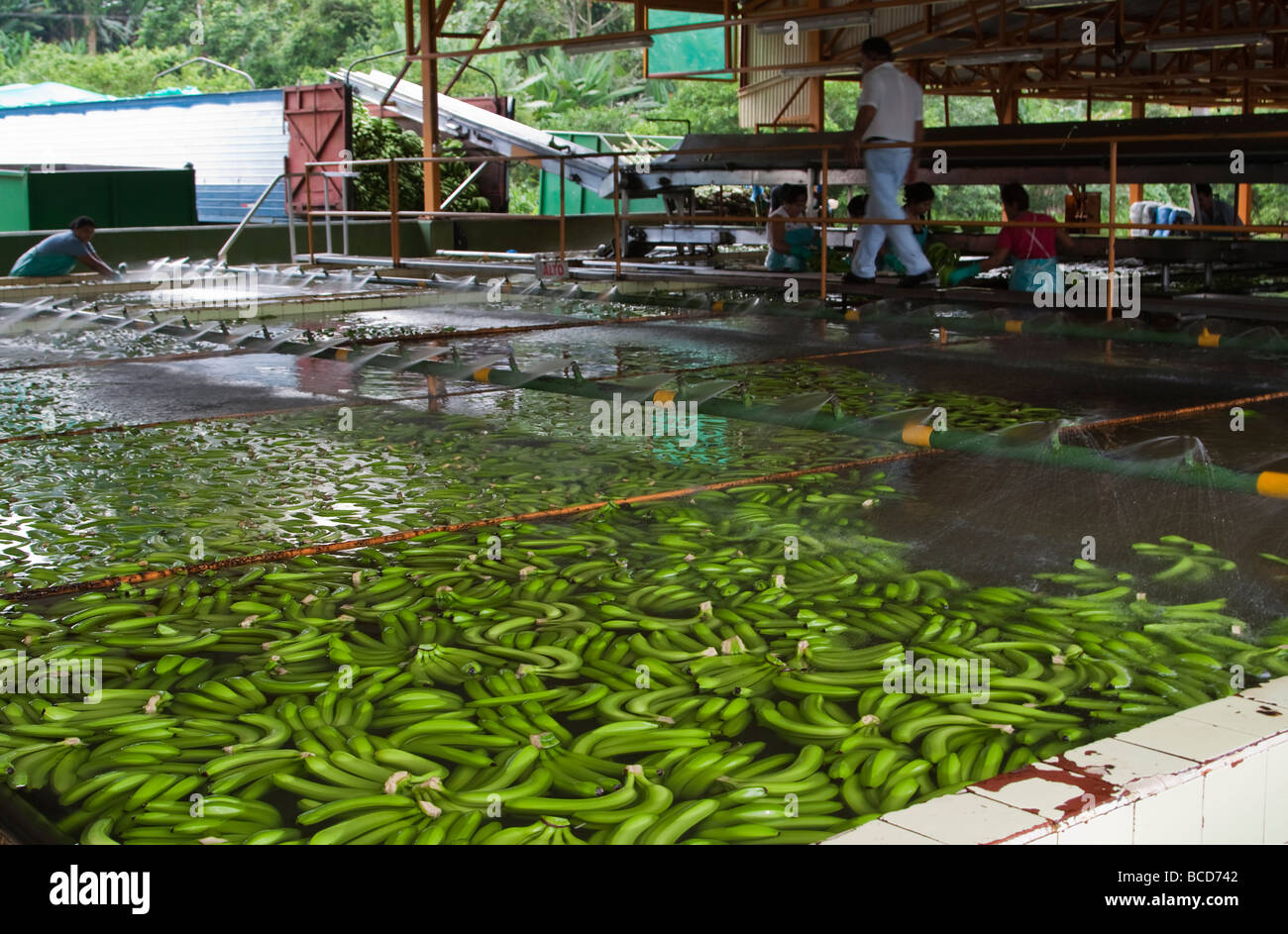 Costa rica banana hi-res stock photography and images - Alamy
