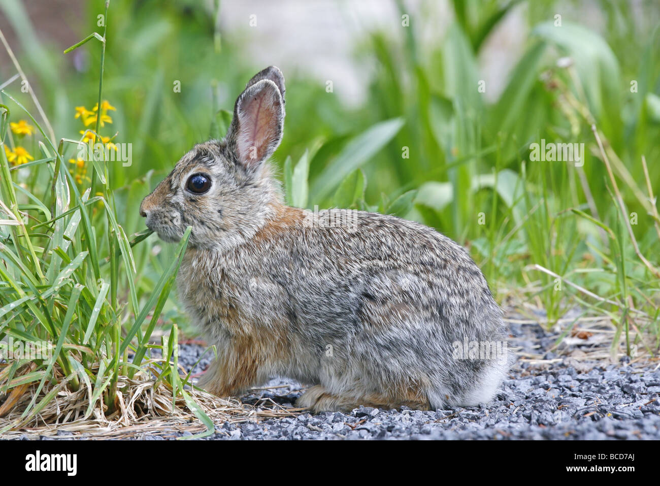 Mountain cottontail rabbit hi-res stock photography and images - Alamy