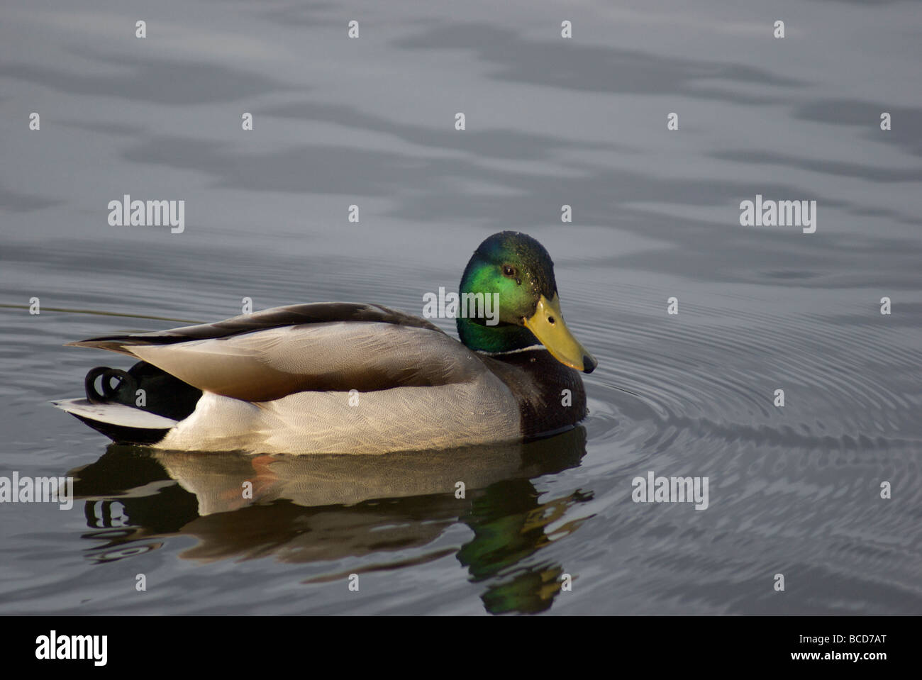 Duck in calm water Stock Photo - Alamy