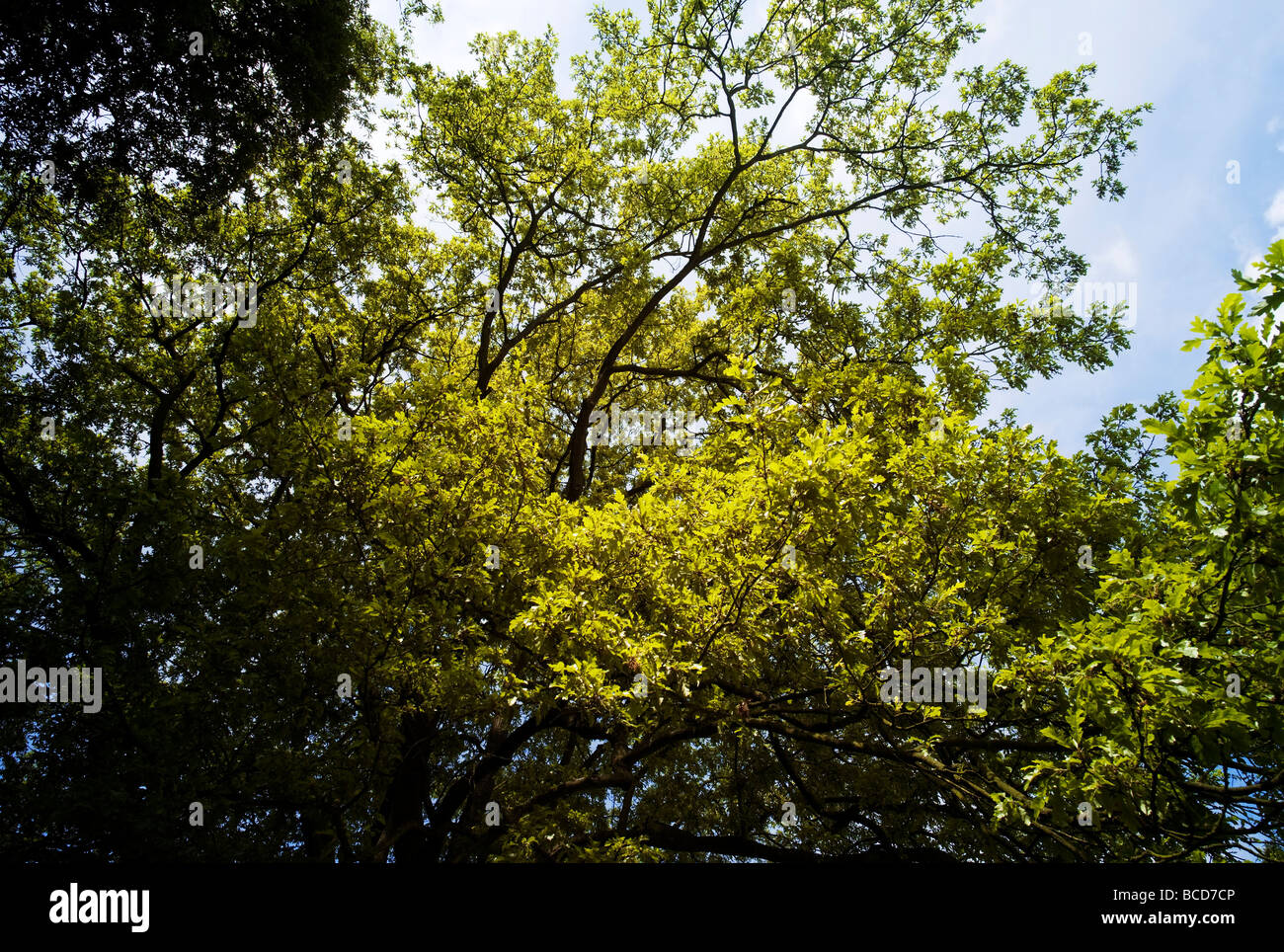a view of a wood or a forest with trees and leaves Stock Photo - Alamy