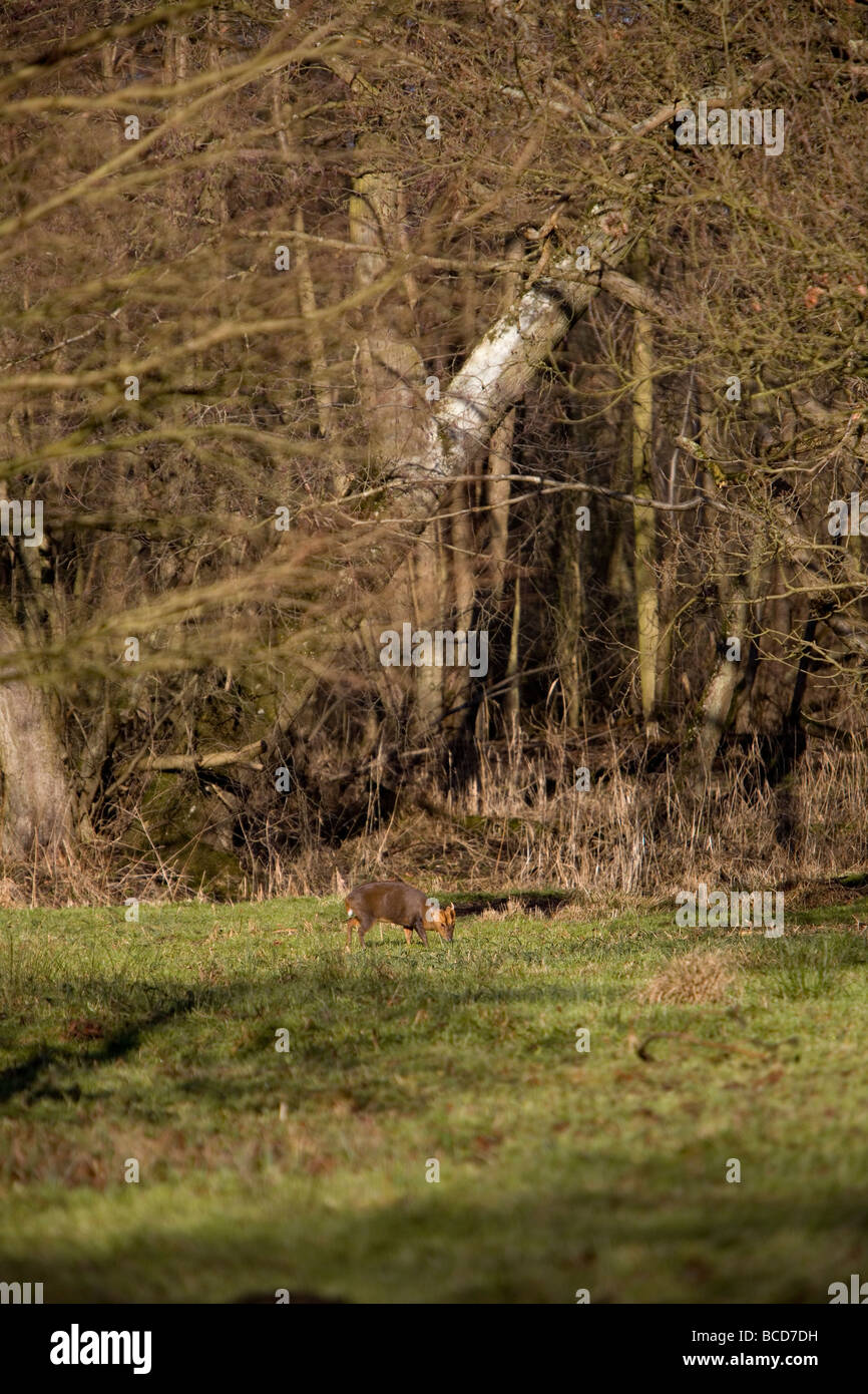 English marsh hi-res stock photography and images - Alamy
