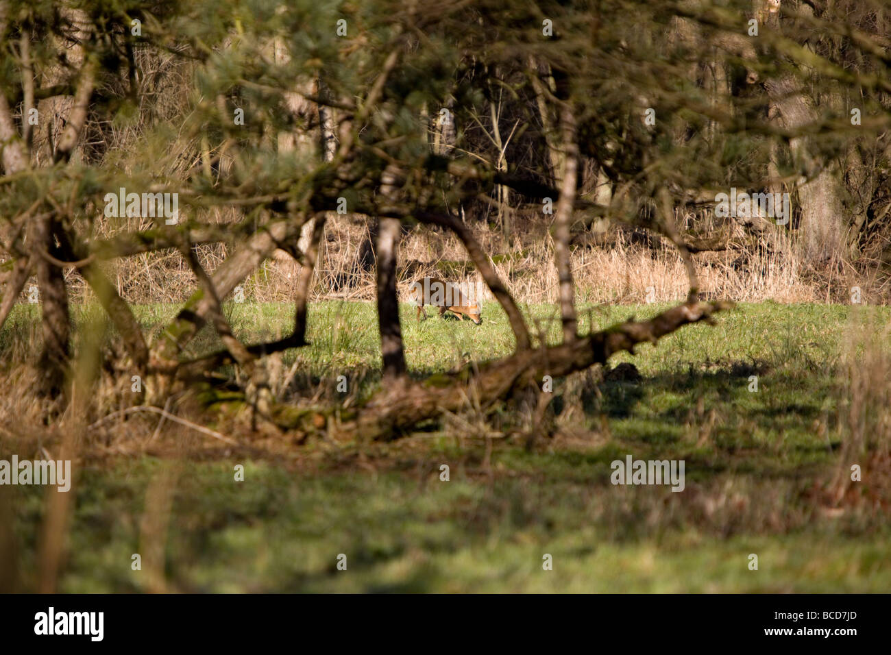 Muntjac stag in English marsh landscape Stock Photo - Alamy