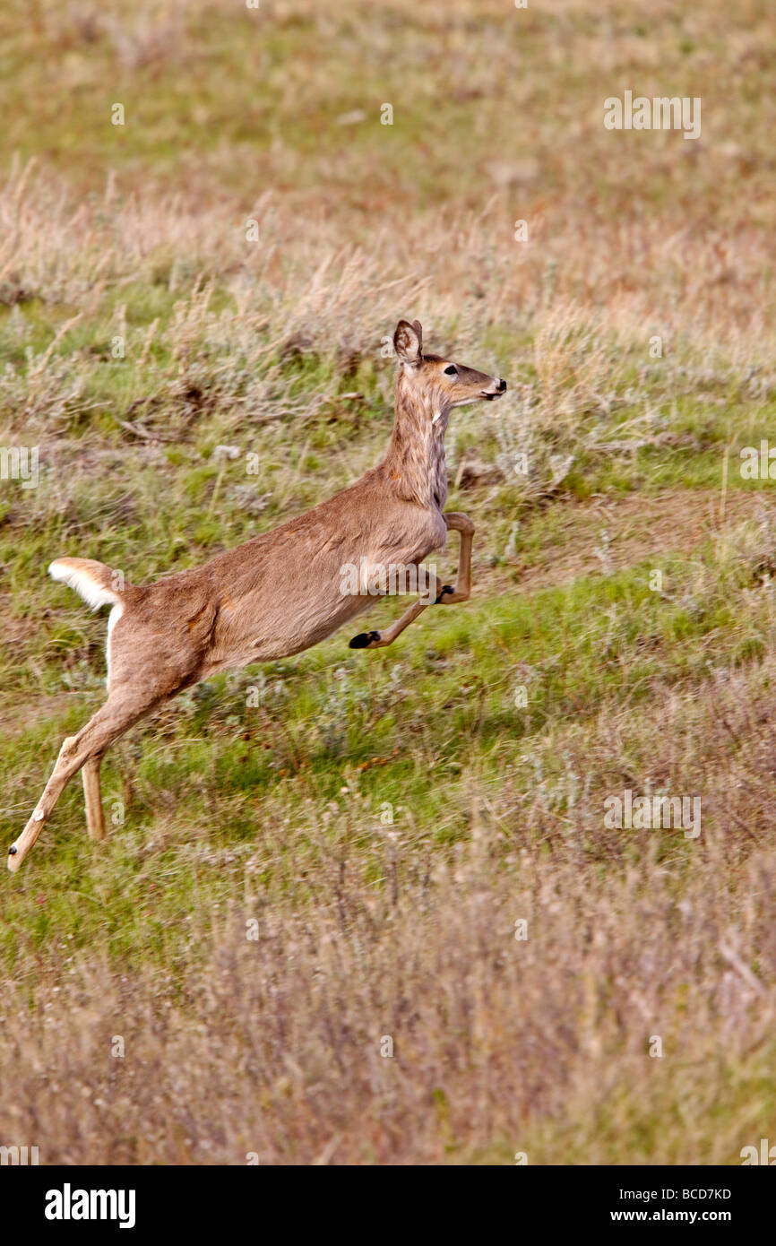 Deer Running in Field Canada Stock Photo - Alamy