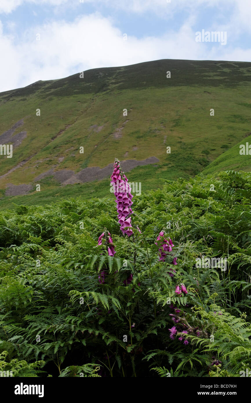 Scottish Borders Foxglove Stock Photo - Alamy