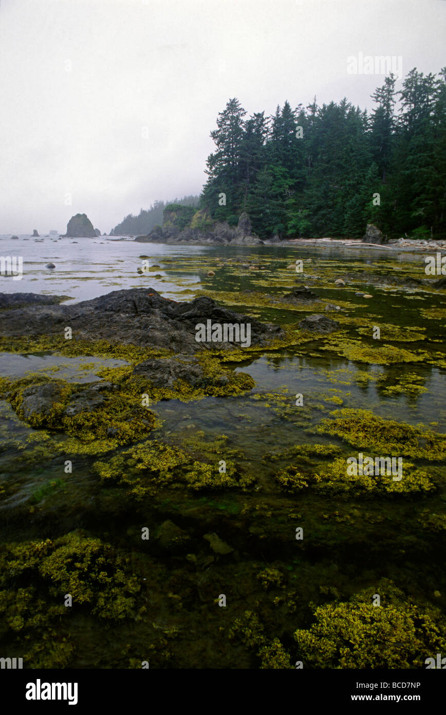 Coastal temperate rainforest climate hi-res stock photography and ...