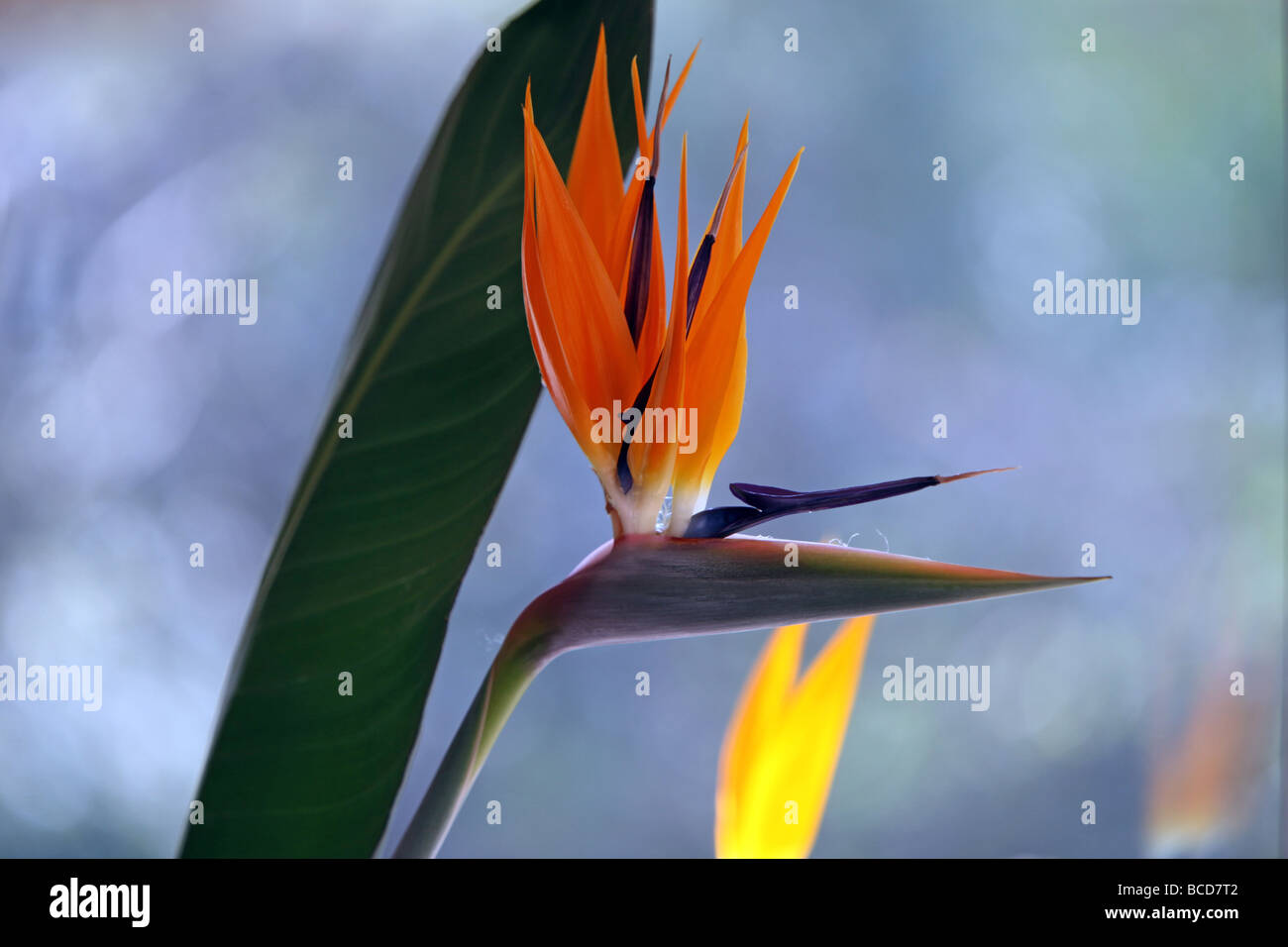 Strelitzia reginae flower Stock Photo - Alamy