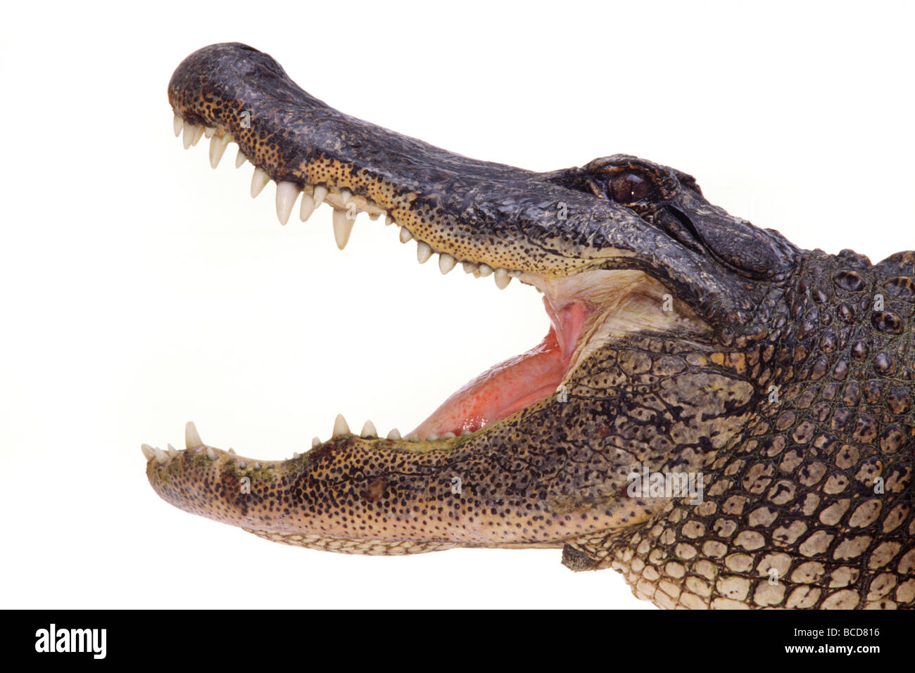 American alligator heads hi-res stock photography and images - Alamy