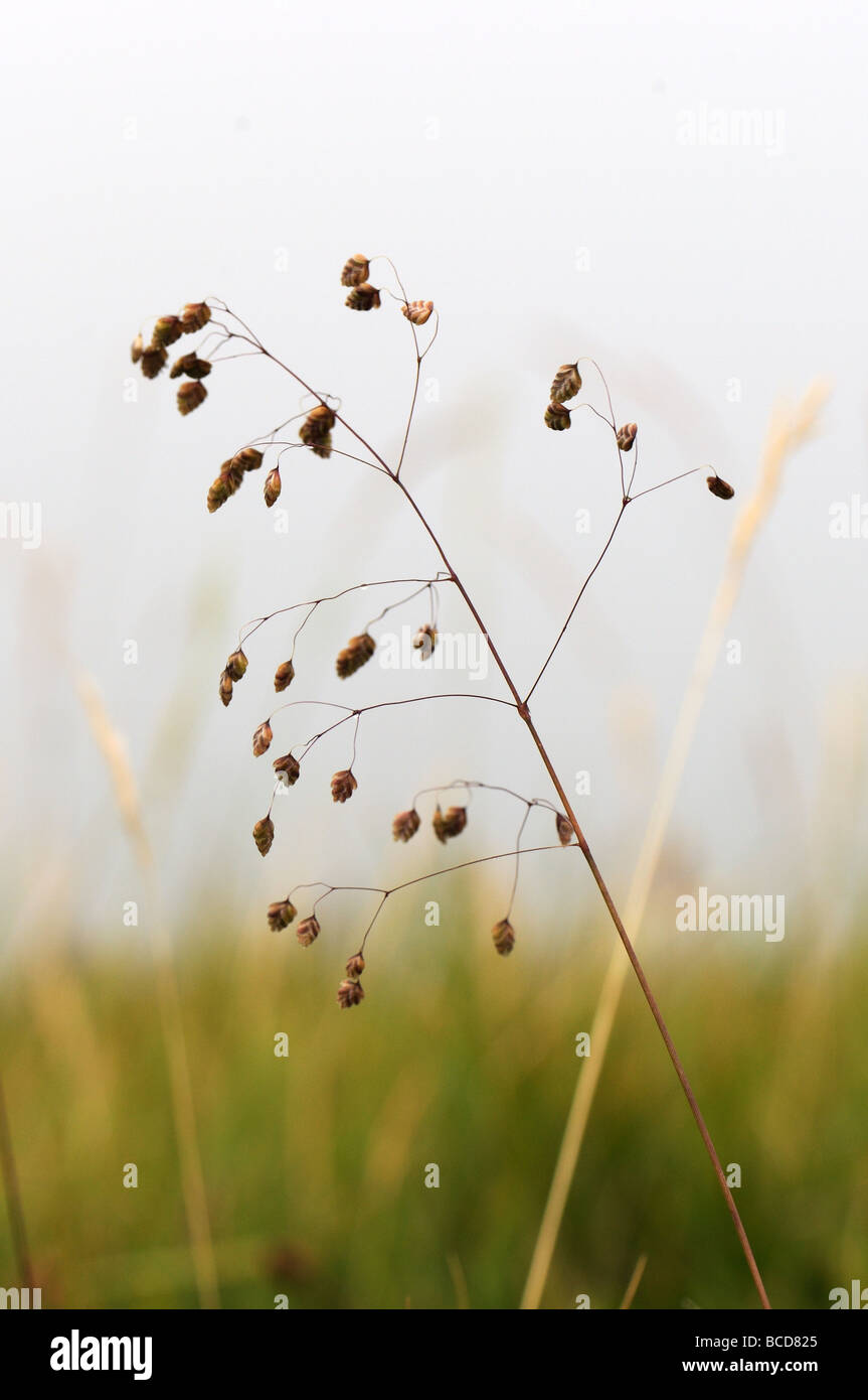 Common quaker hi-res stock photography and images - Alamy