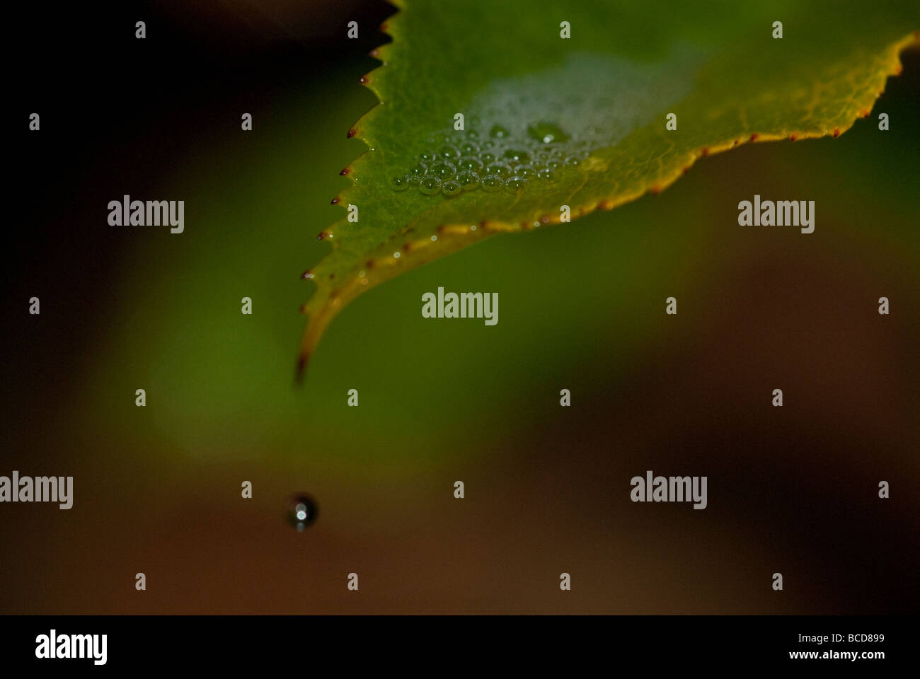 Water on leaf Stock Photo - Alamy