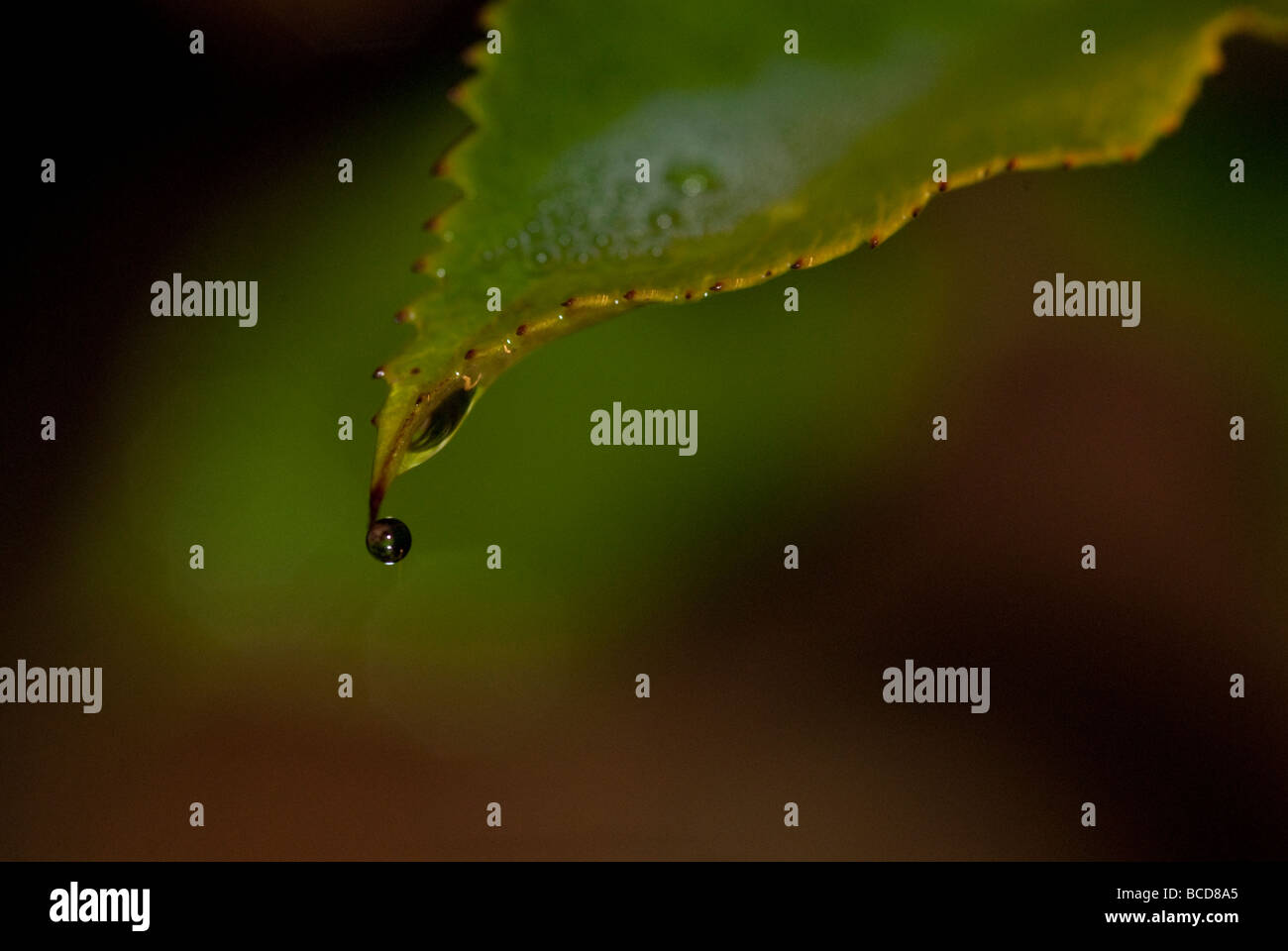 Water on leaf Stock Photo - Alamy
