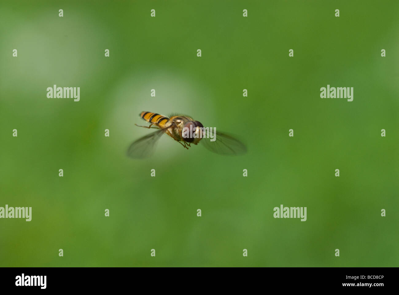 Hoverfly in Flight Stock Photo - Alamy