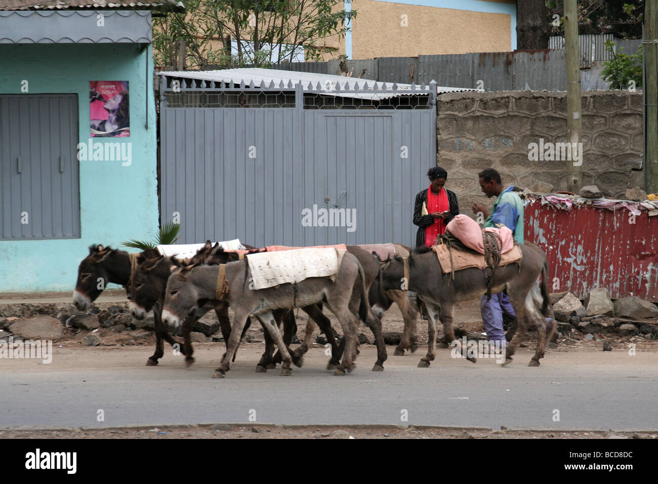 Donkeys on street in Addis Ababa, Ethiopia, east Africa Stock Photo - Alamy