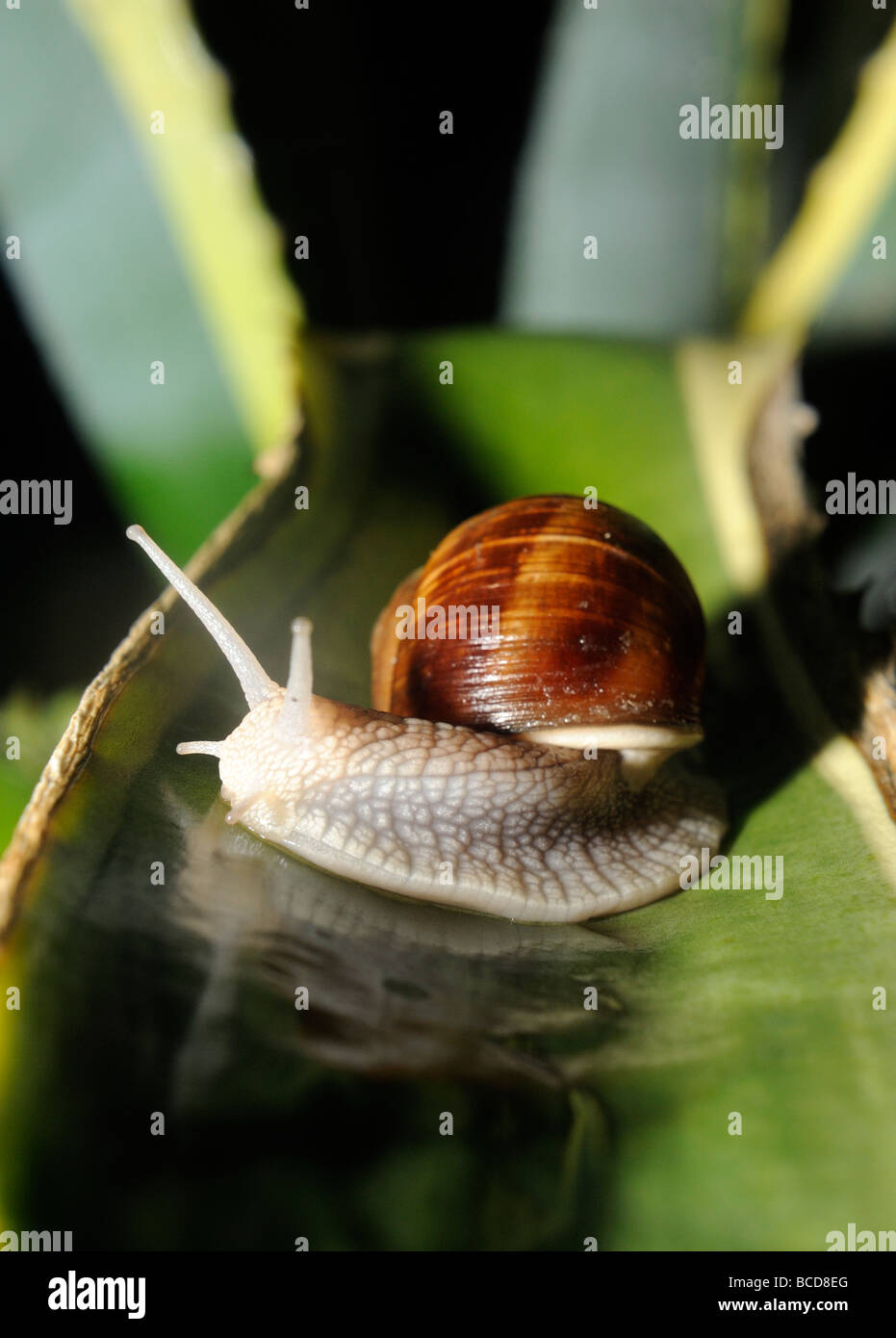 Snail close up Stock Photo - Alamy