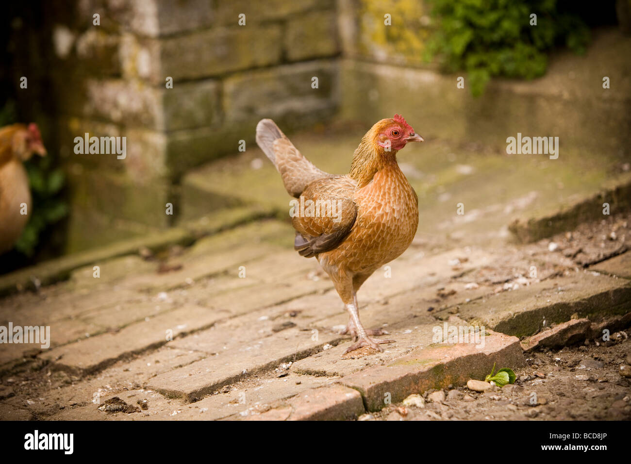 Old english game chicken hi-res stock photography and images - Alamy