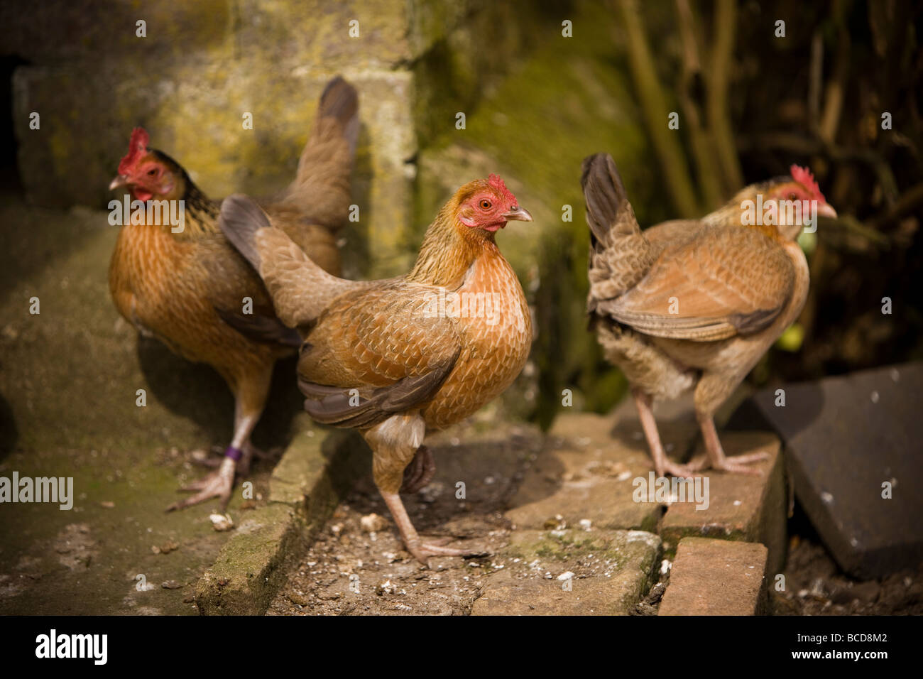 Old English bantam hens in rural setting Stock Photo - Alamy
