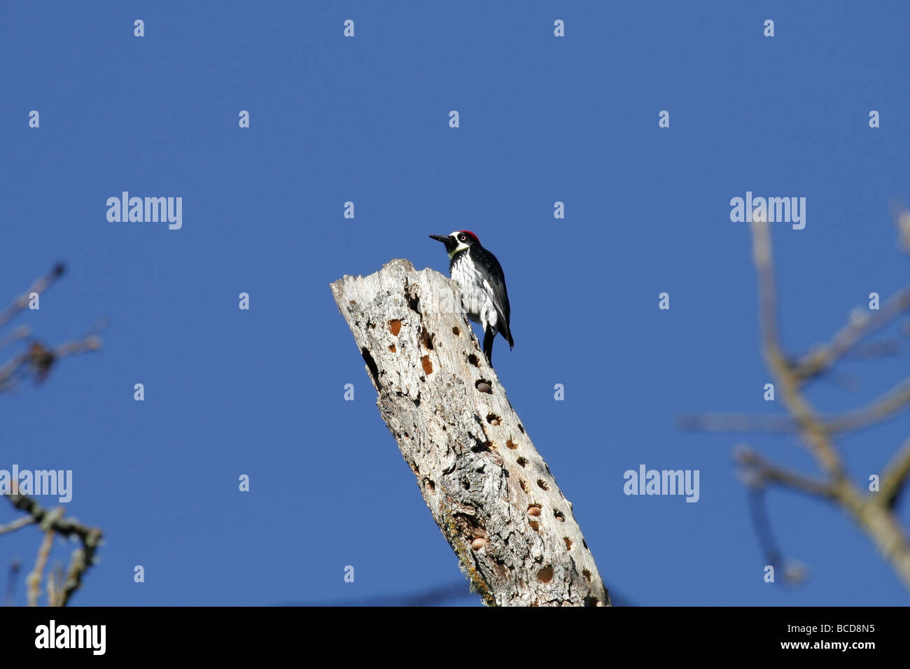 Acorn top hi-res stock photography and images - Alamy