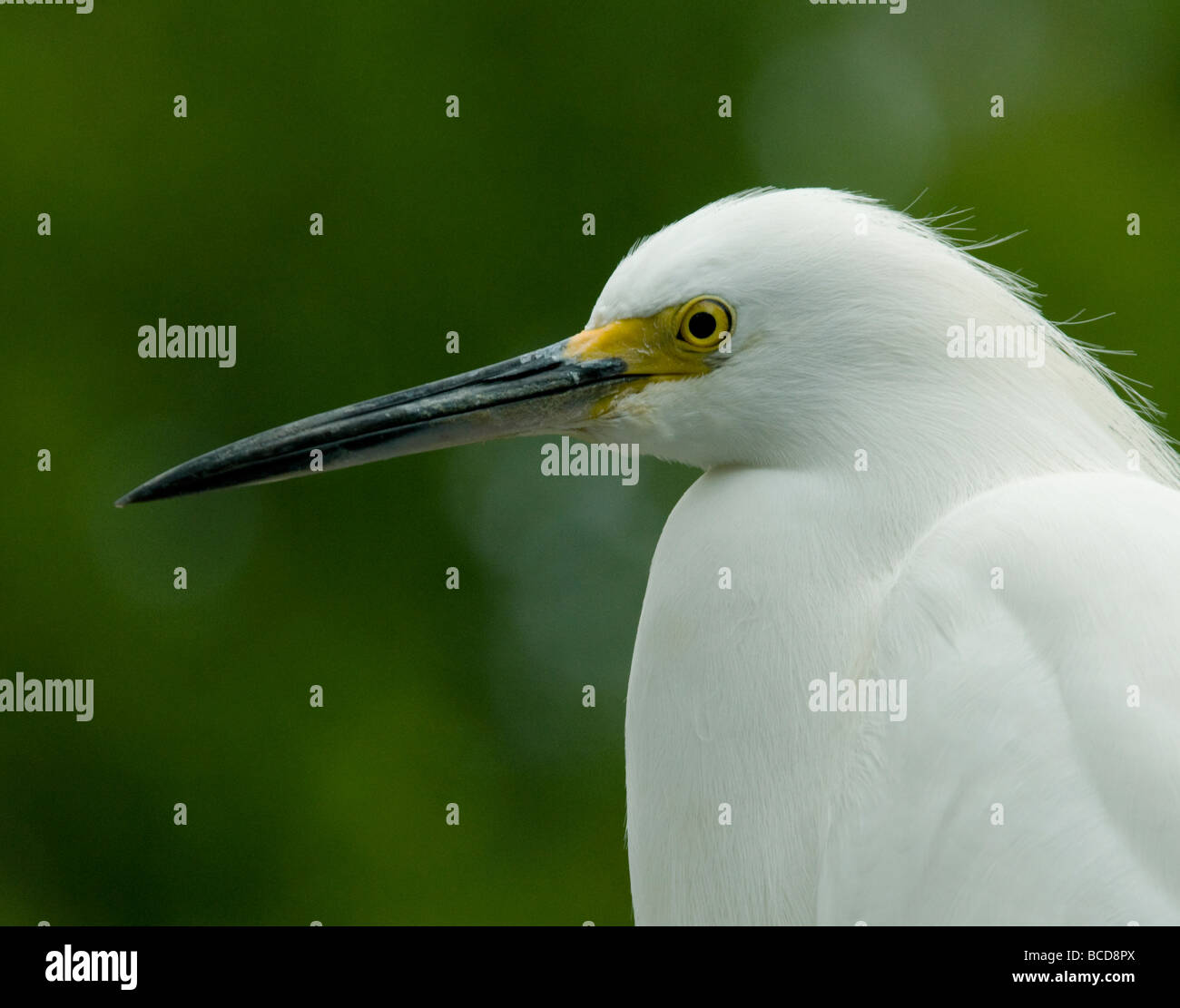 Egret close up hi-res stock photography and images - Alamy