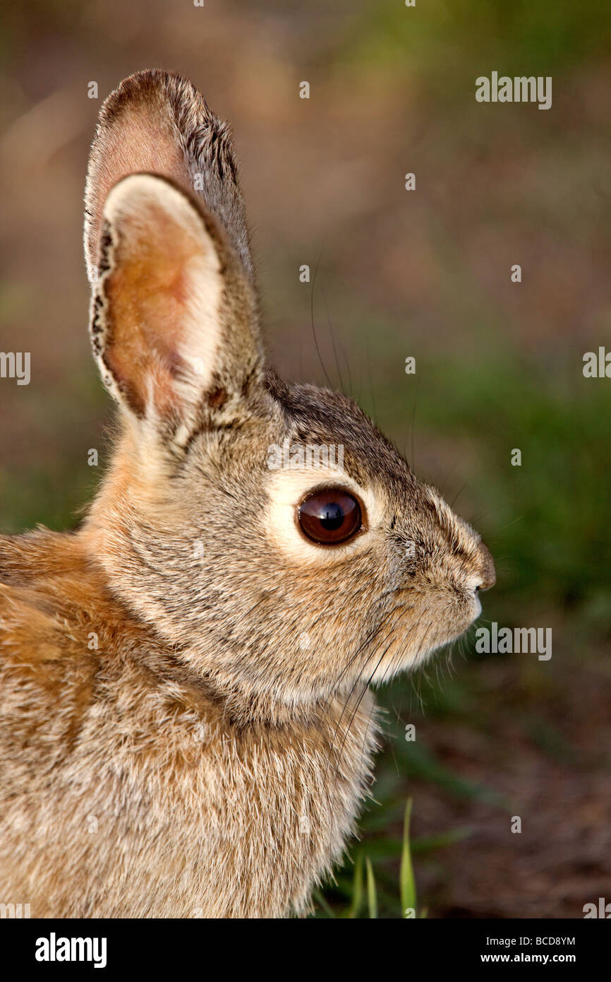 Rabbit bush hi-res stock photography and images - Alamy