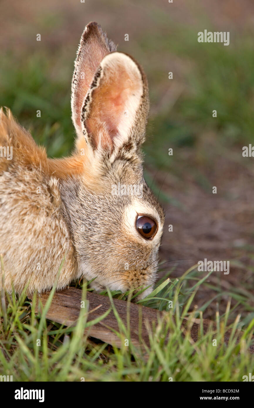 Cute bush bunny hi-res stock photography and images - Alamy